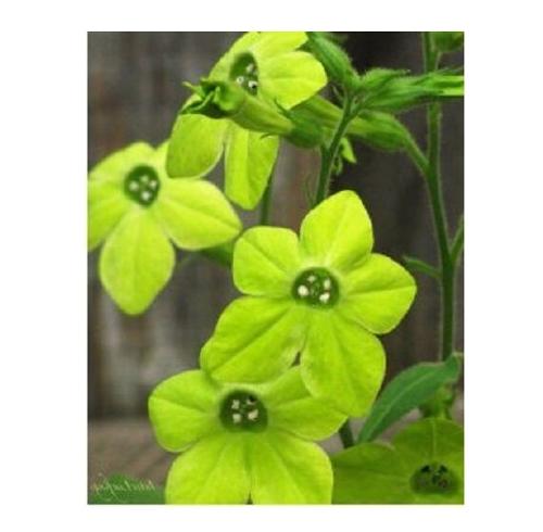 GREEN NICOTIANA FRAGRANT FLOWER 50 US SEEDS ARZ: TrueGether.com