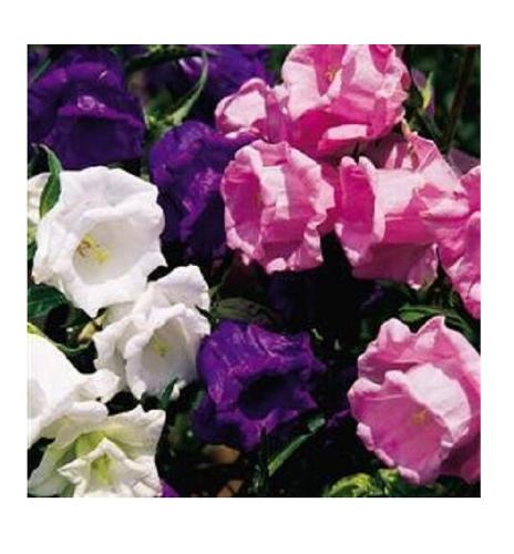 HEIRLOOM CAMPANULA DOUBLE CANTERBURY BELLS PERENNIAL FLOWER 50 US SEED ...